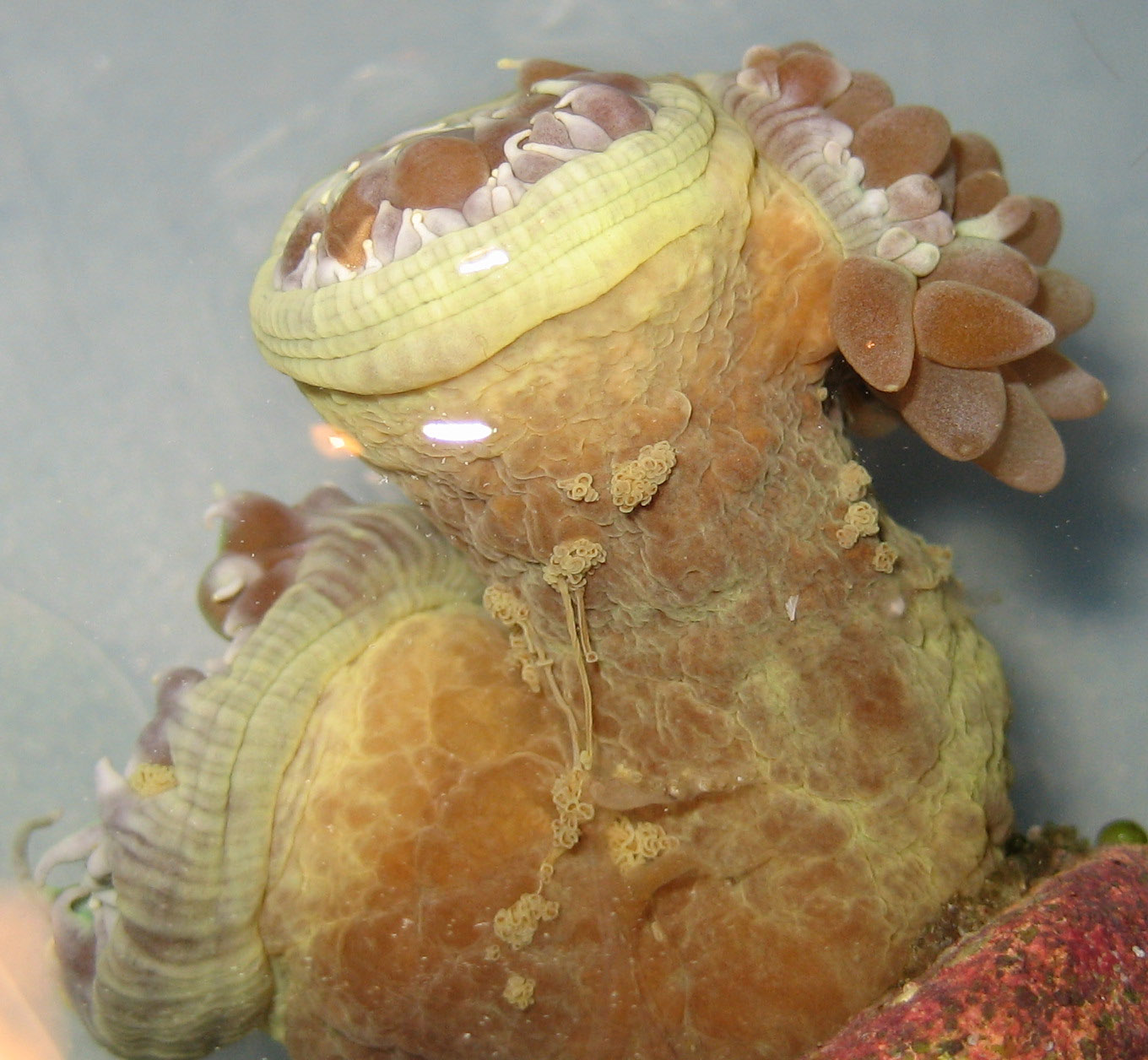 coral parasite Id? need an expert never seen this | Reef2Reef